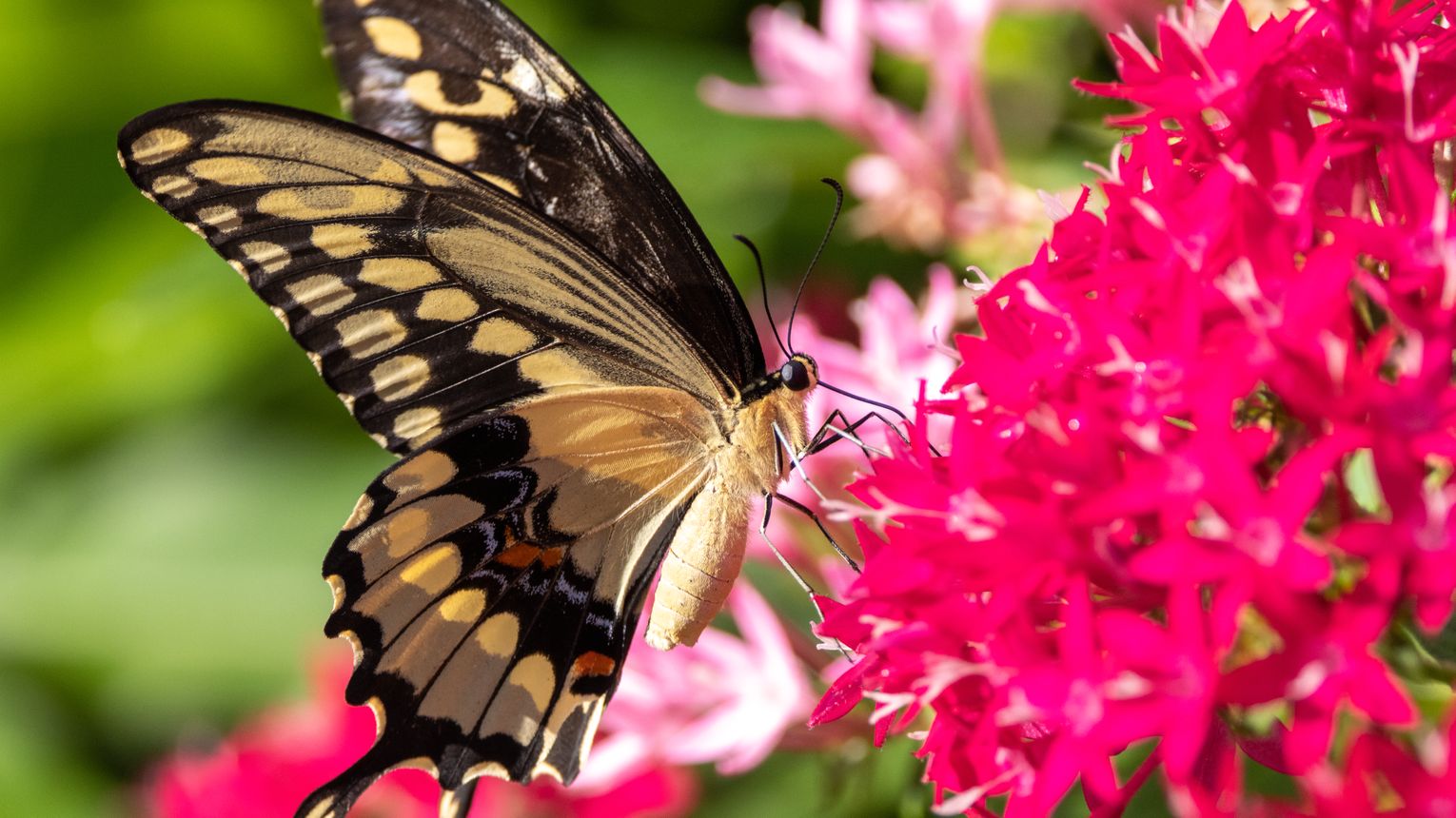 Hagerman to host butterfly garden stroll